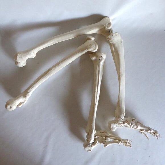 Holiday | New 33 Life Size Human Skeleton Medical Grade Anatomy Legs ...